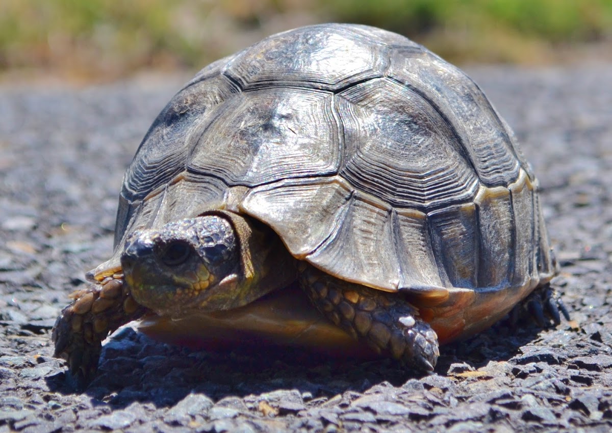 Bowsprit tortoise | Project Noah
