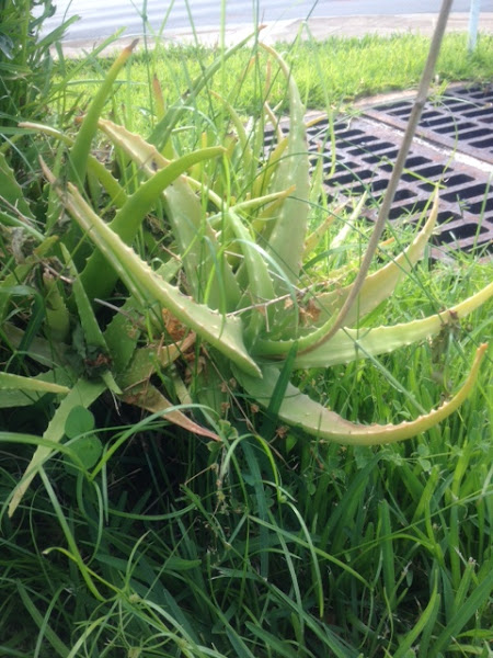 True Aloe, Barbados Aloe, Burn Aloe | Project Noah