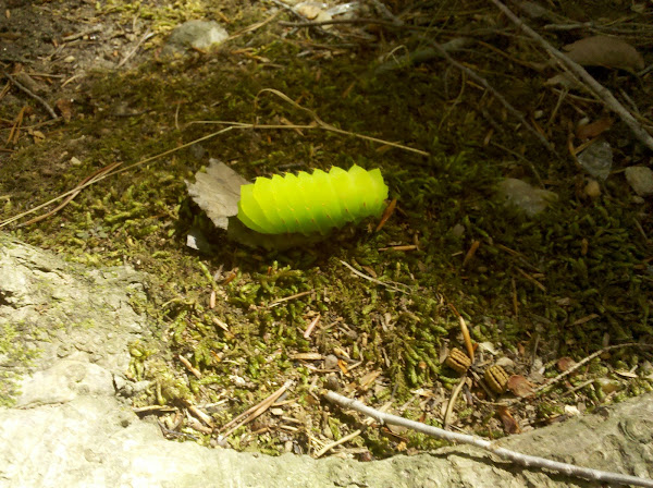 Polyphemus Moth Larvae | Project Noah