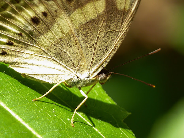 Banded Yeoman | Project Noah