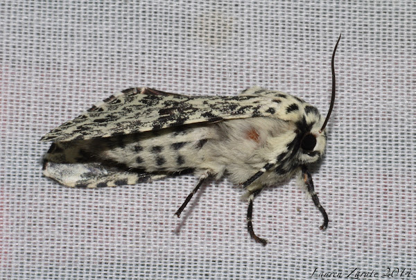 Prominent Moth | Project Noah