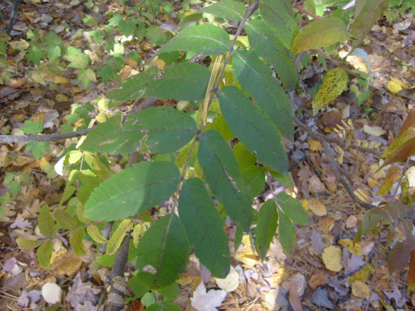 European Mountain Ash | Project Noah