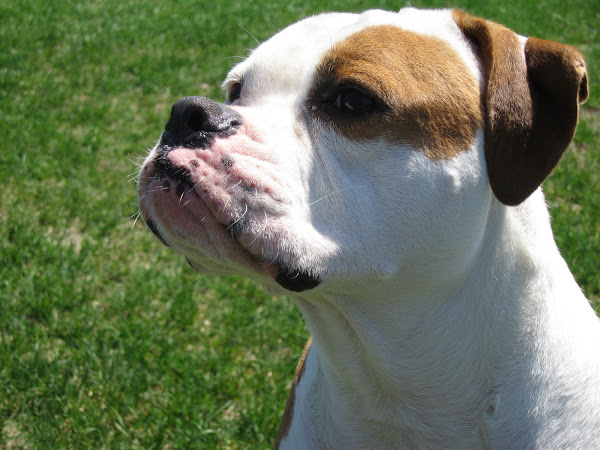 American Bulldog (old southern white bulldog) | Project Noah