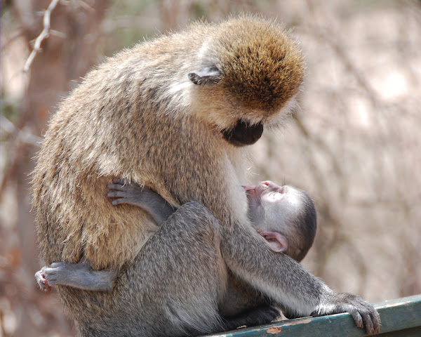 Vervet Monkey | Project Noah