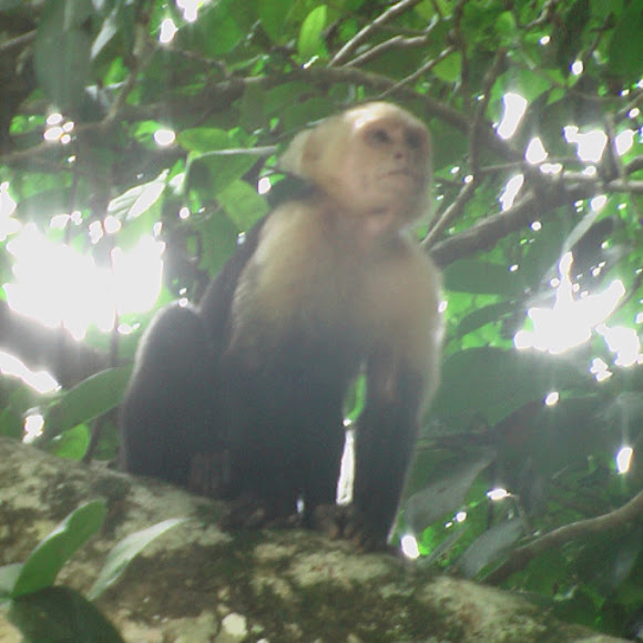 Capuchin Monkey | Project Noah