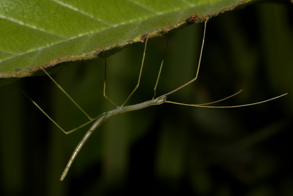 Stick Insect, Phasmid - Nymph | Project Noah