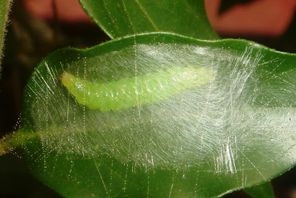 Caterpillar inside a cocoon | Project Noah