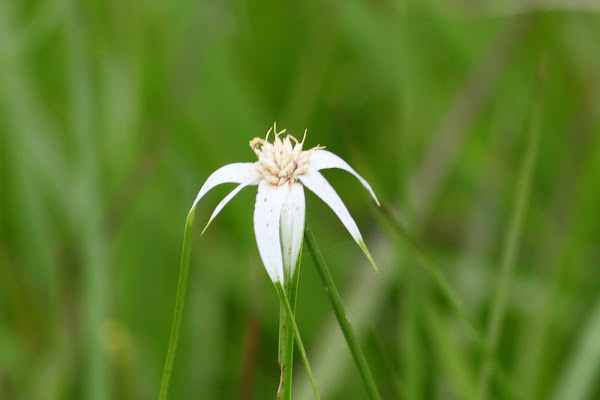 White Topped Sedge | Project Noah