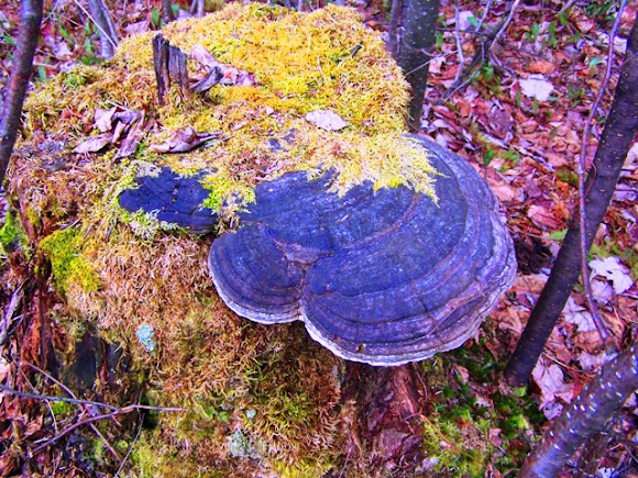 Tinder Polypore | Project Noah