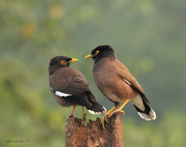 Common Myna | Project Noah
