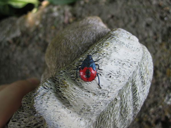Florida Predatory Stink Bug nymph | Project Noah