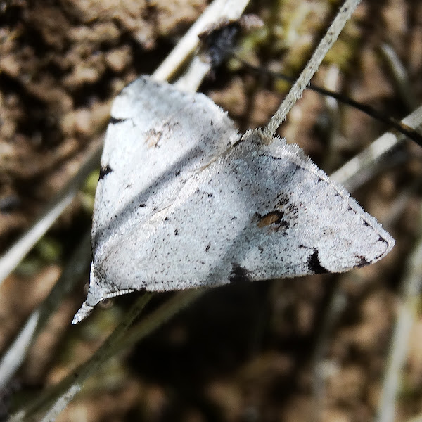 Pale Grey Heath Moth | Project Noah