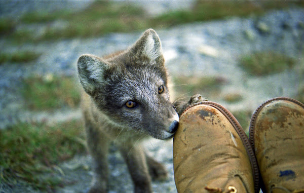 Arctic Fox | Project Noah