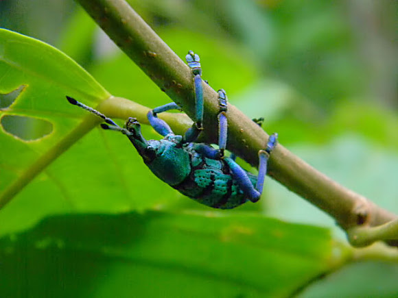 Eupholus weevil | Project Noah