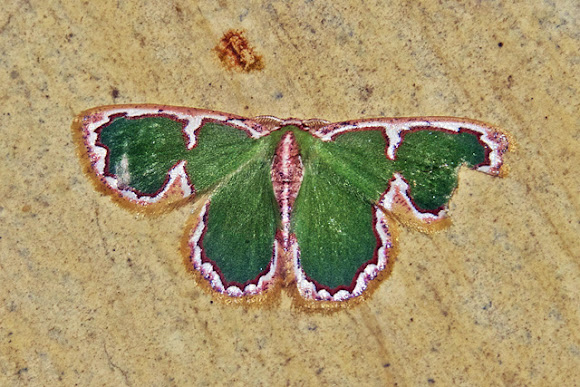 Geometrid Moth | Project Noah