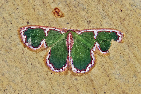Geometrid Moth | Project Noah