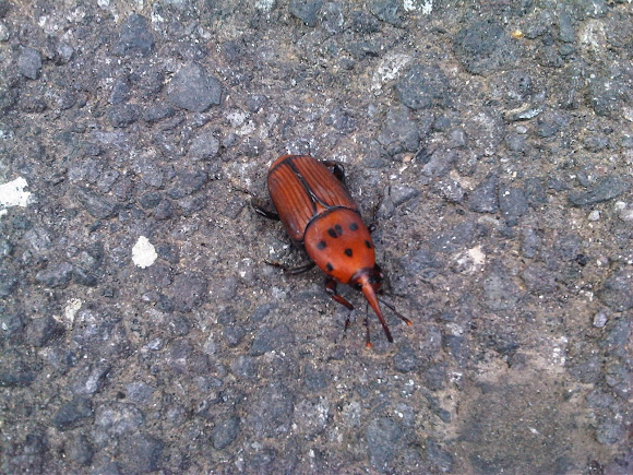 Red Palm Weevil | Project Noah