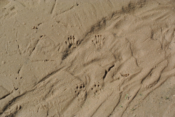 Skunk Tracks | Project Noah