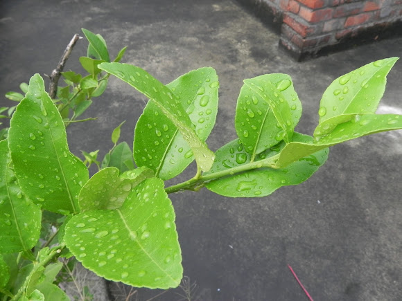 lebu pata | Project Noah