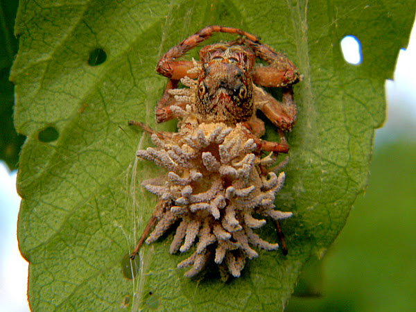 entomopathogenic fungus on spider | Project Noah