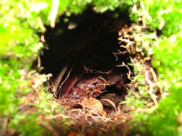 Burrow | Project Noah