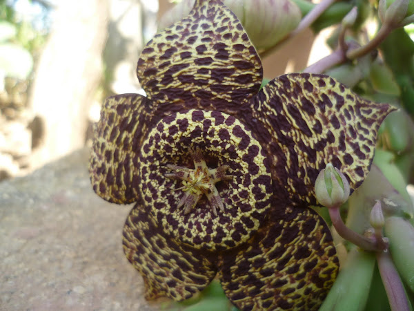 Stapelia variegata | Project Noah
