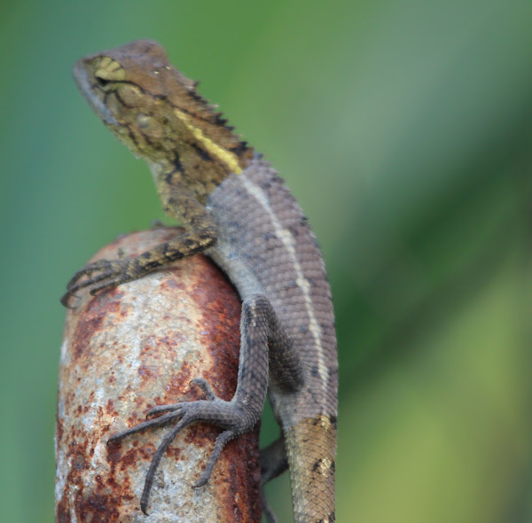 Oriental Garden Lizard | Project Noah