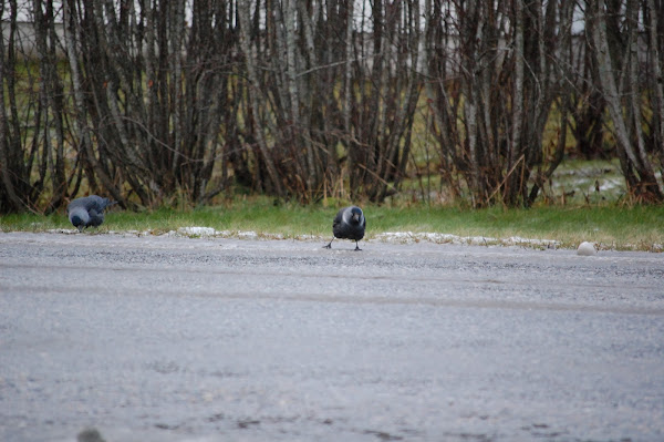 Jackdaw | Project Noah