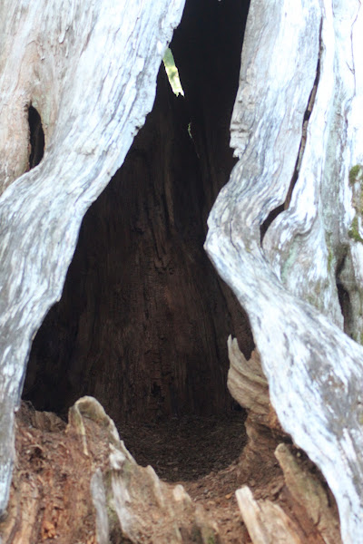 American Black Bear den | Project Noah