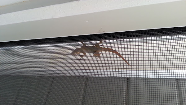 Gegko | Project Noah