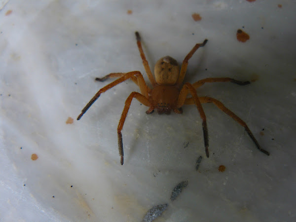 Spider | Project Noah