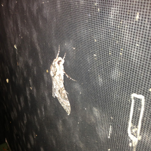 Pink-spotted Hawk Moth | Project Noah