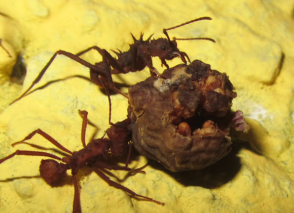 Leaf-cutter Ant | Project Noah