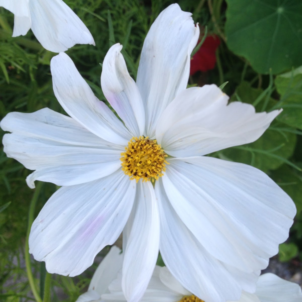 White cosmos | Project Noah