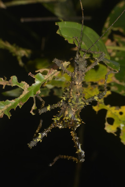 Spiny Stick Insect, Phasmid | Project Noah