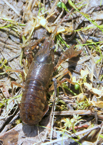 Northern Crayfish | Project Noah