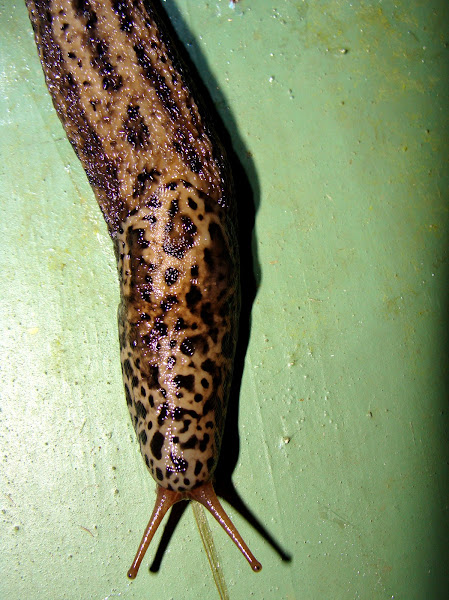 Babosa leopardo (leopard slug) | Project Noah