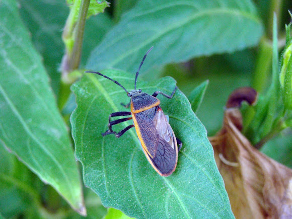 Bordered Plant Bug | Project Noah