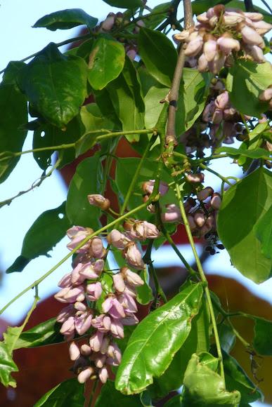Pongam Oil Tree | Project Noah