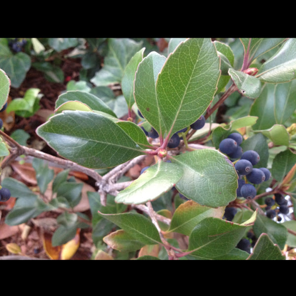 Japanese Hawthorn | Project Noah