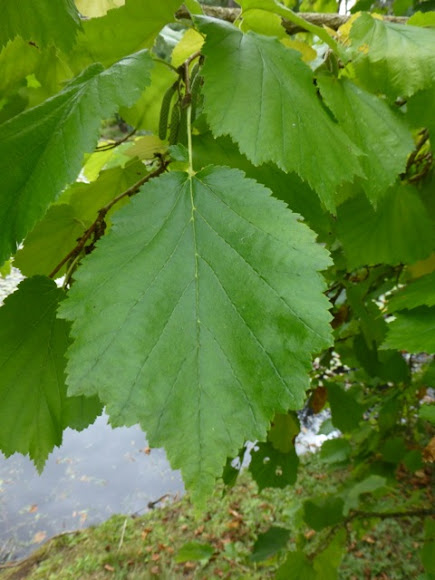 Turkish Filbert | Project Noah