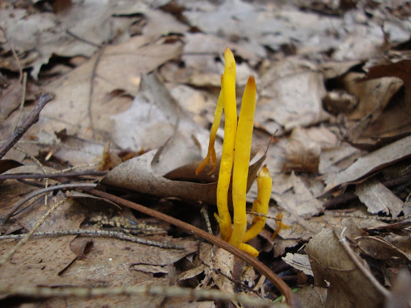 Spindle-Shaped Yellow Coral | Project Noah