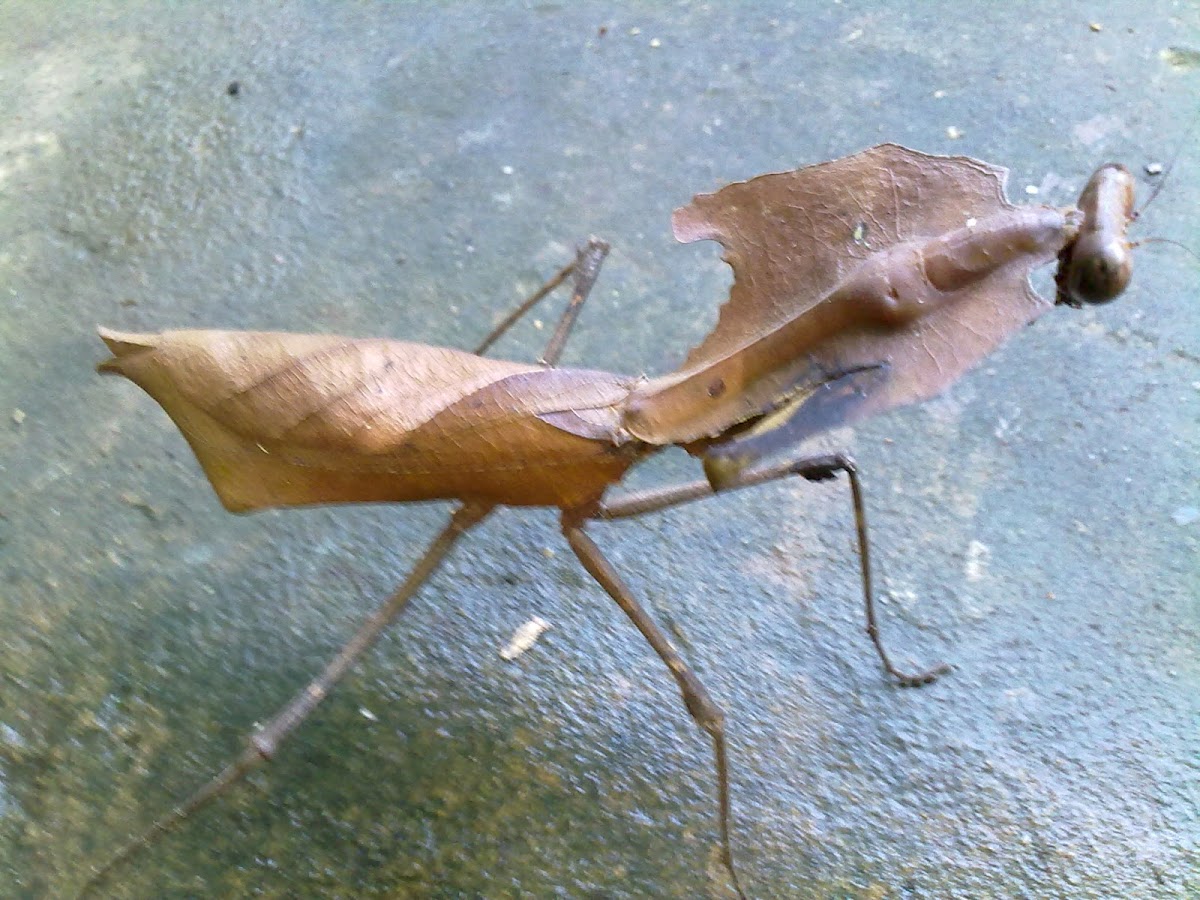 Mentadak | Project Noah