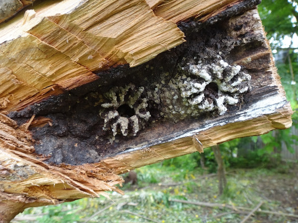 Jicote manso | Project Noah