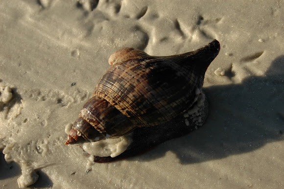 Tulip Snail | Project Noah