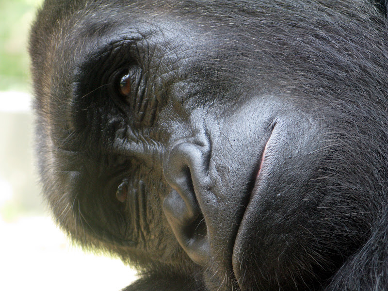 Sad Gorilla