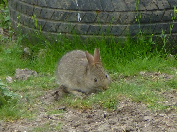 Brush Rabbit | Project Noah