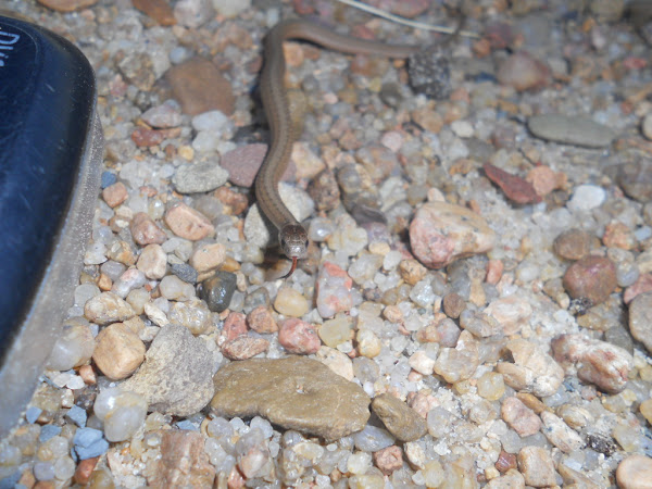 Texas brown snake | Project Noah