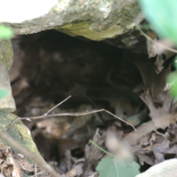 Burrow | Project Noah