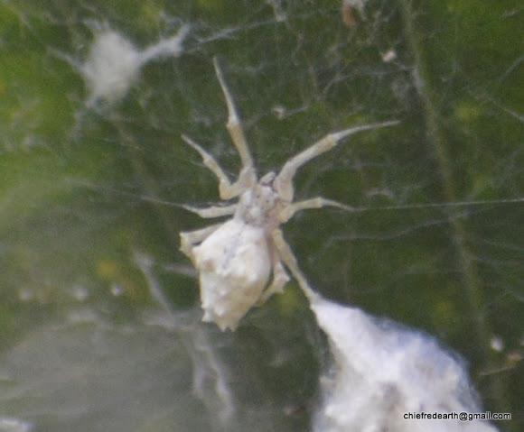 Cribellate Orb Weavers or Hackled Orb Weavers | Project Noah